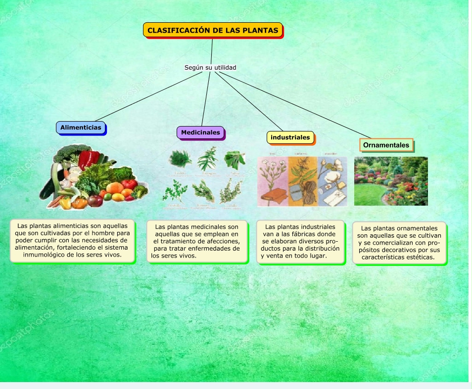 CLASIFICACIÓN DE LAS PLANTAS